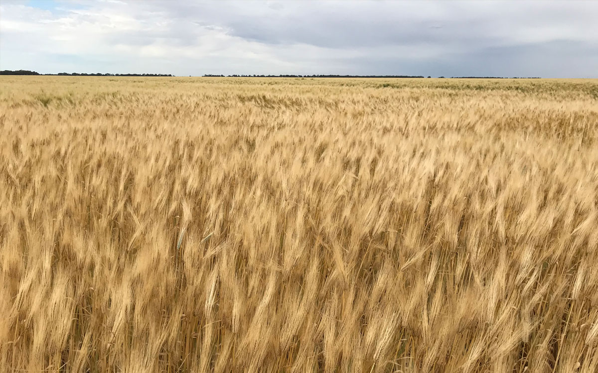 BARLEYmax®: making the healthy choice the tasty choice | Blog