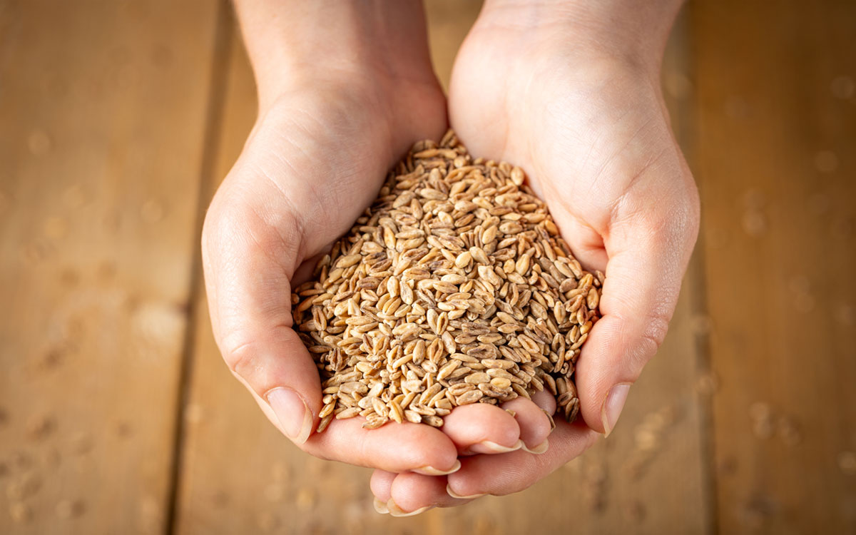 BarleyMax | Sonneveld